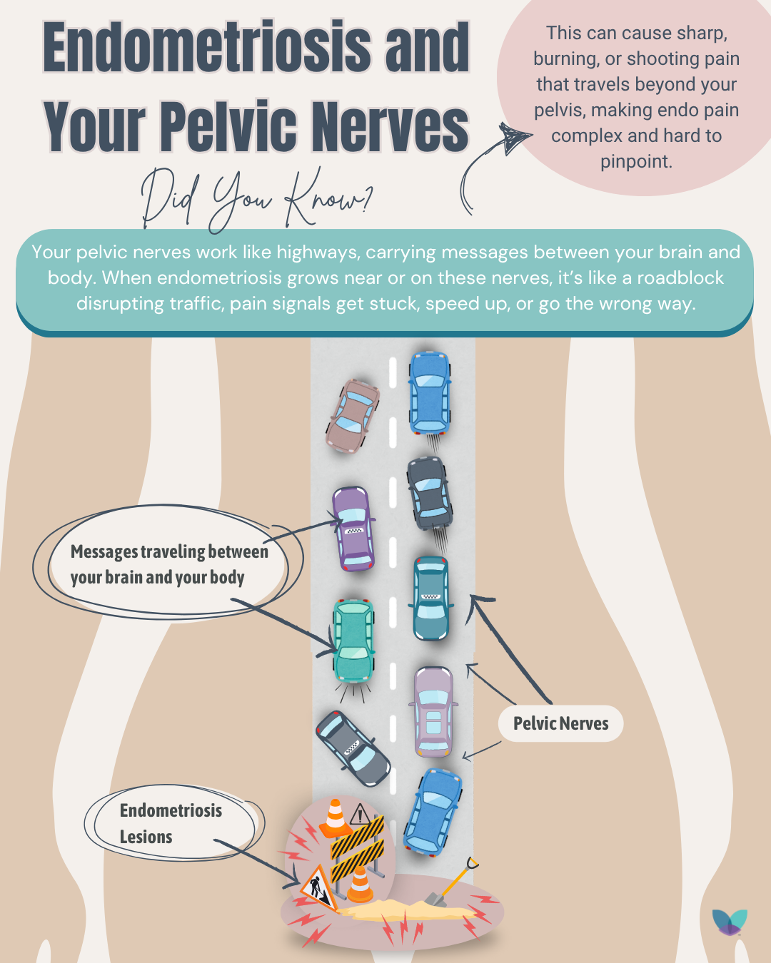 How Endometriosis Affects Your Pelvic Nerves — And Why It Hurts in More ...
